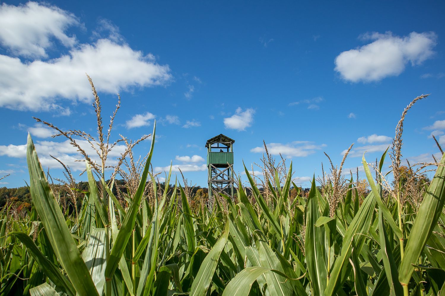 Corn Maze & Farm Fun | Mazezilla | Saylorsburg, PA