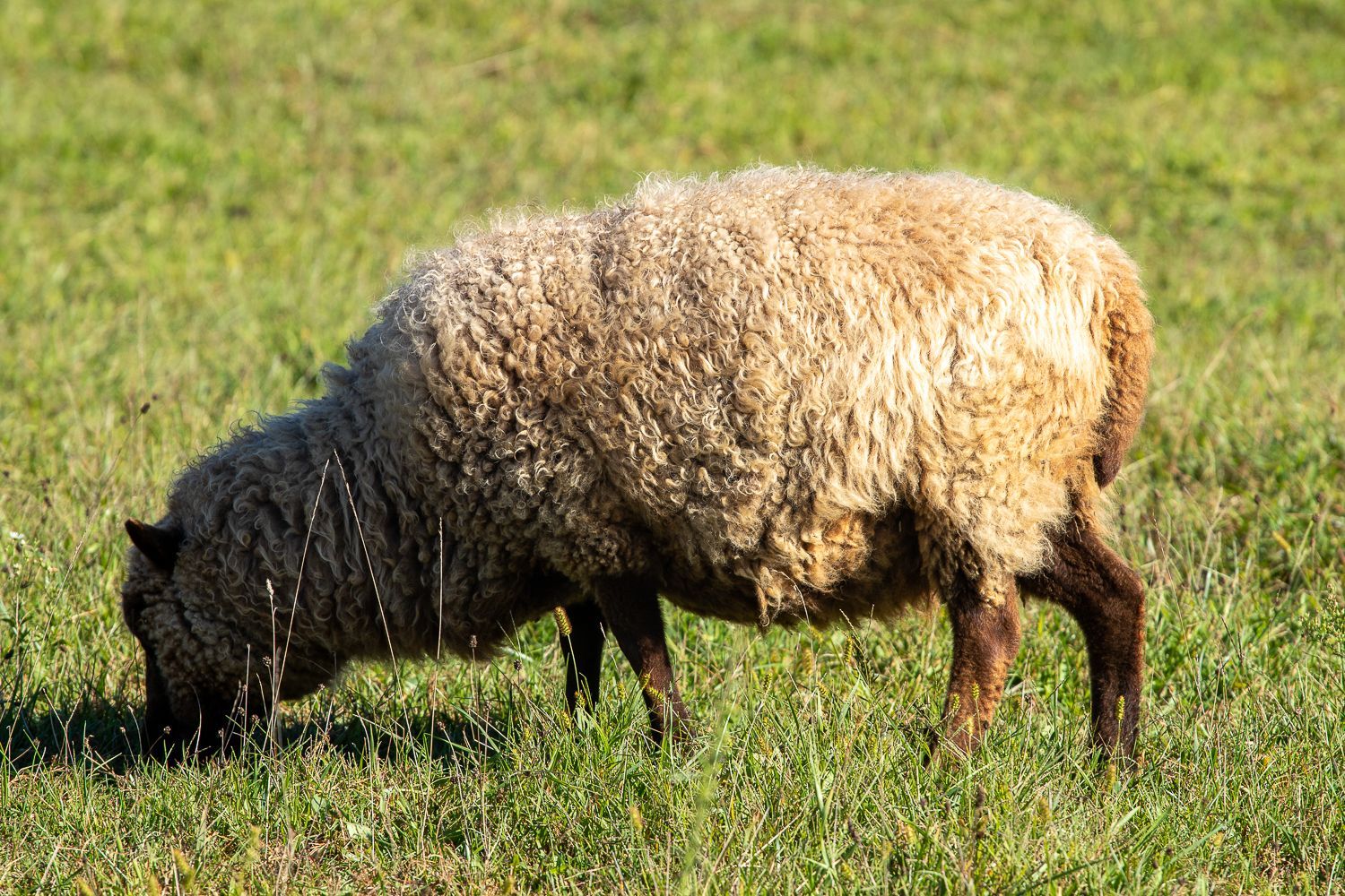 Corn Maze & Farm Fun | Mazezilla | Saylorsburg, PA
