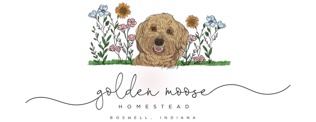 Puppies of Golden Moose Homestead