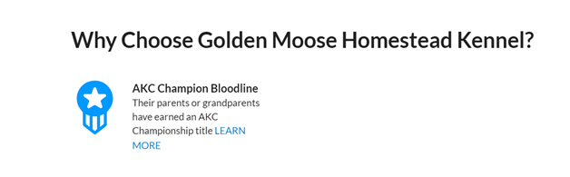 Puppies of Golden Moose Homestead - Bernese, Golden Retrievers, & Mini ...