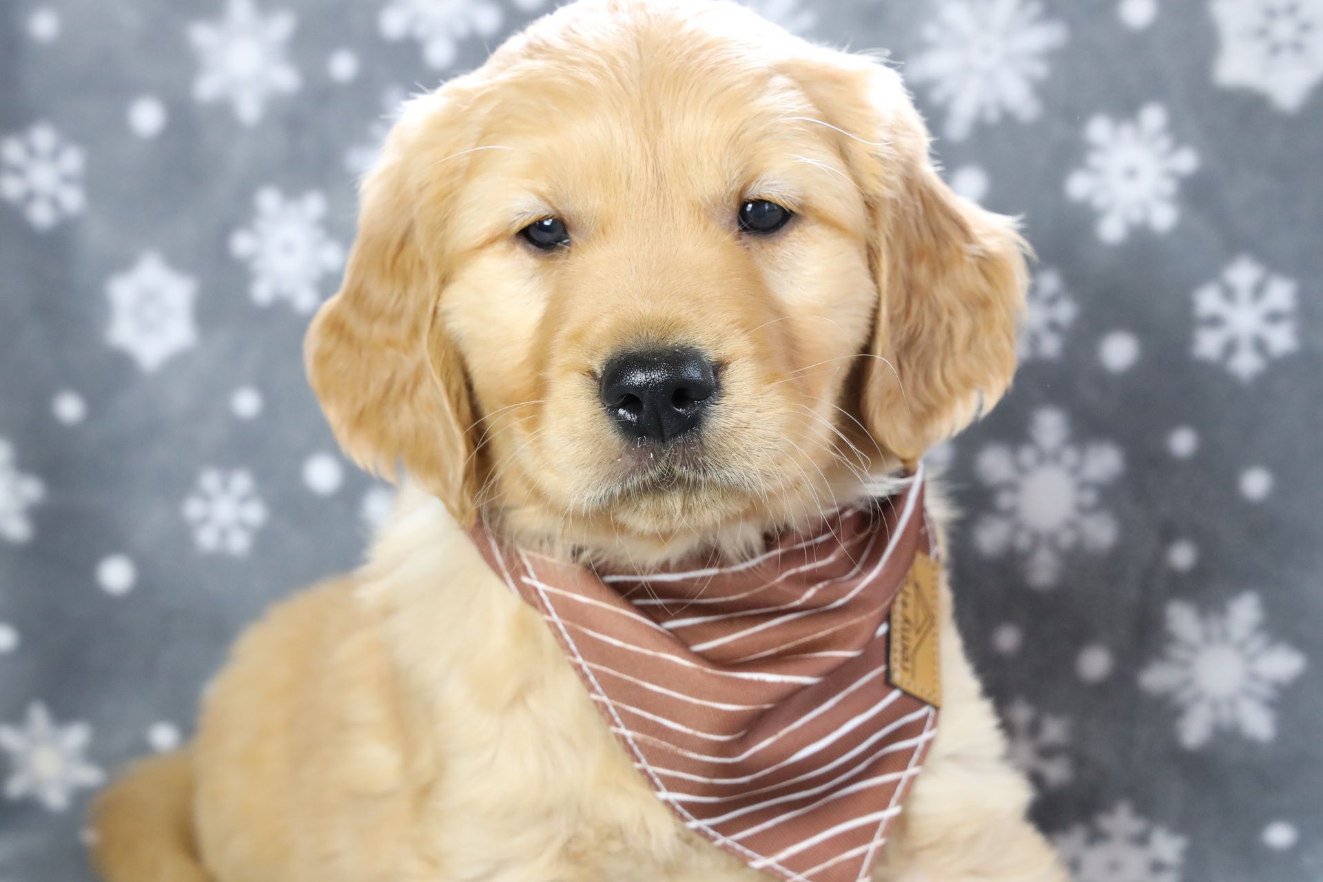 Puppies of Golden Moose Homestead