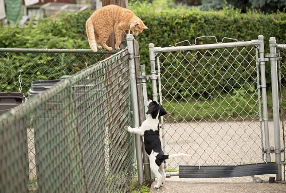 Pet-friendly Fencing Solutions