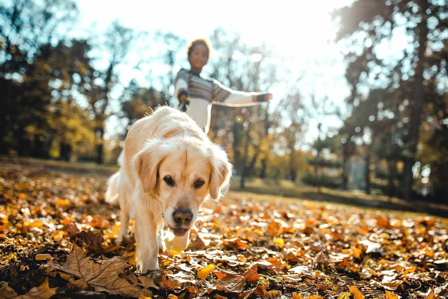 6 Important Pet Safety Tips for the Fall Season