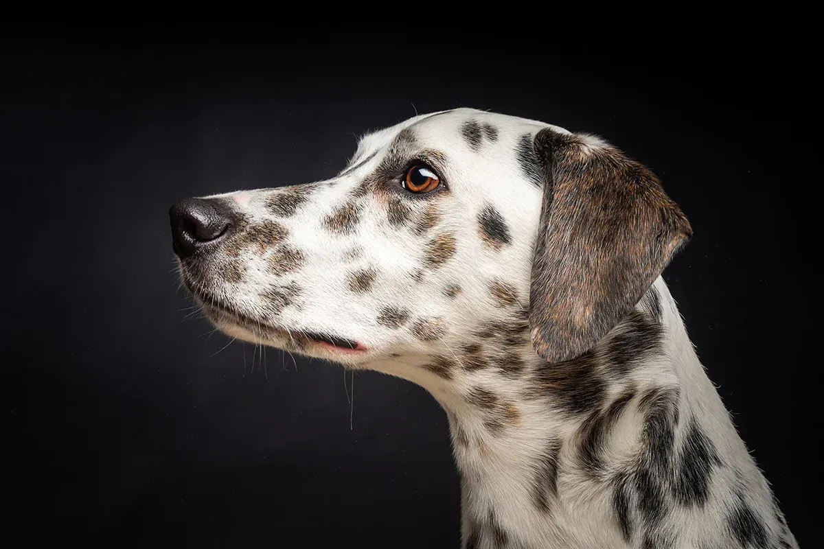6 Tips When Caring for a Deaf Dog