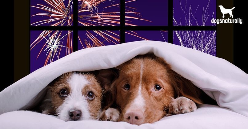 Dog Scared of Fireworks: How Can I Help?