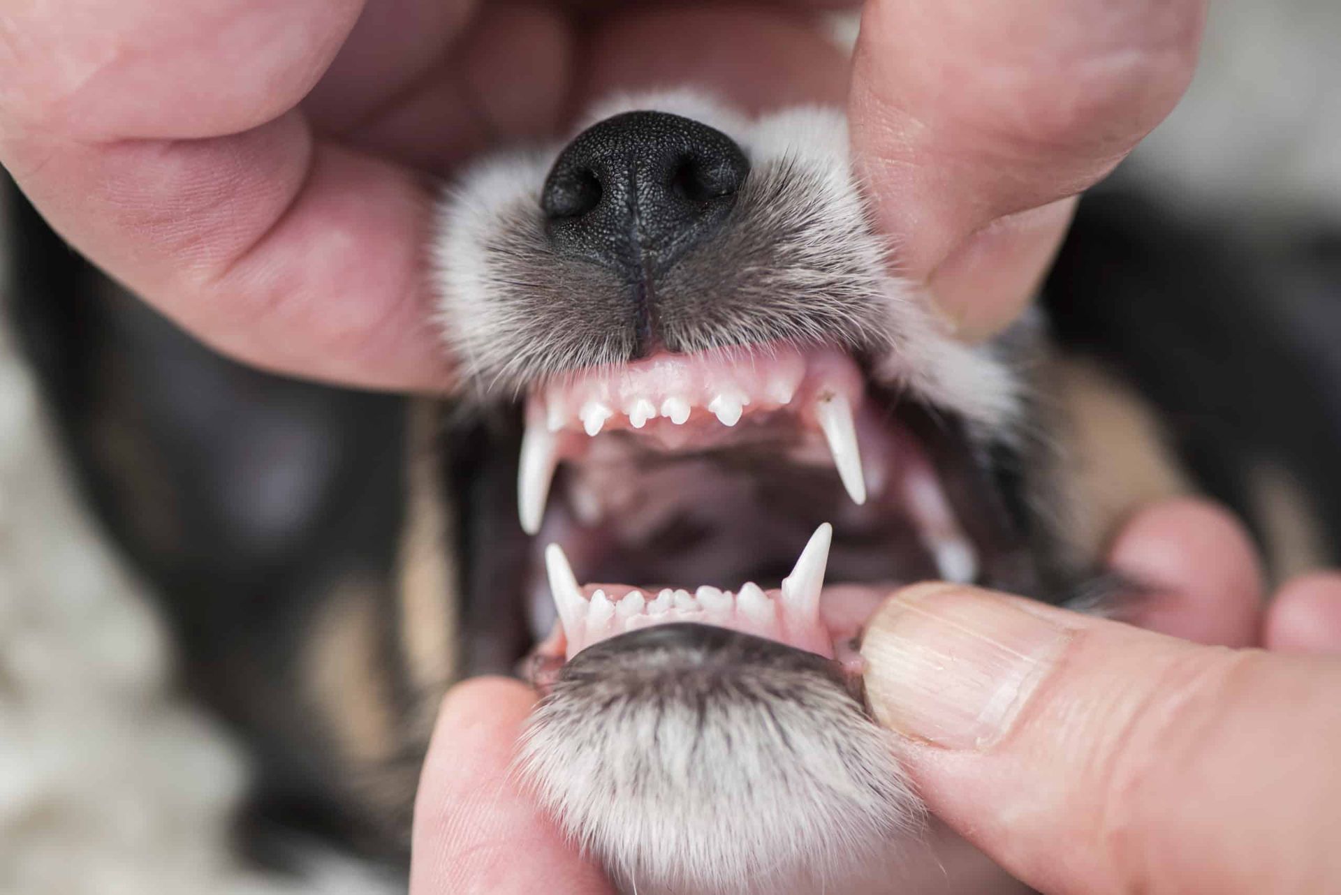 How to Tell Your Pet’s Age From Its Teeth