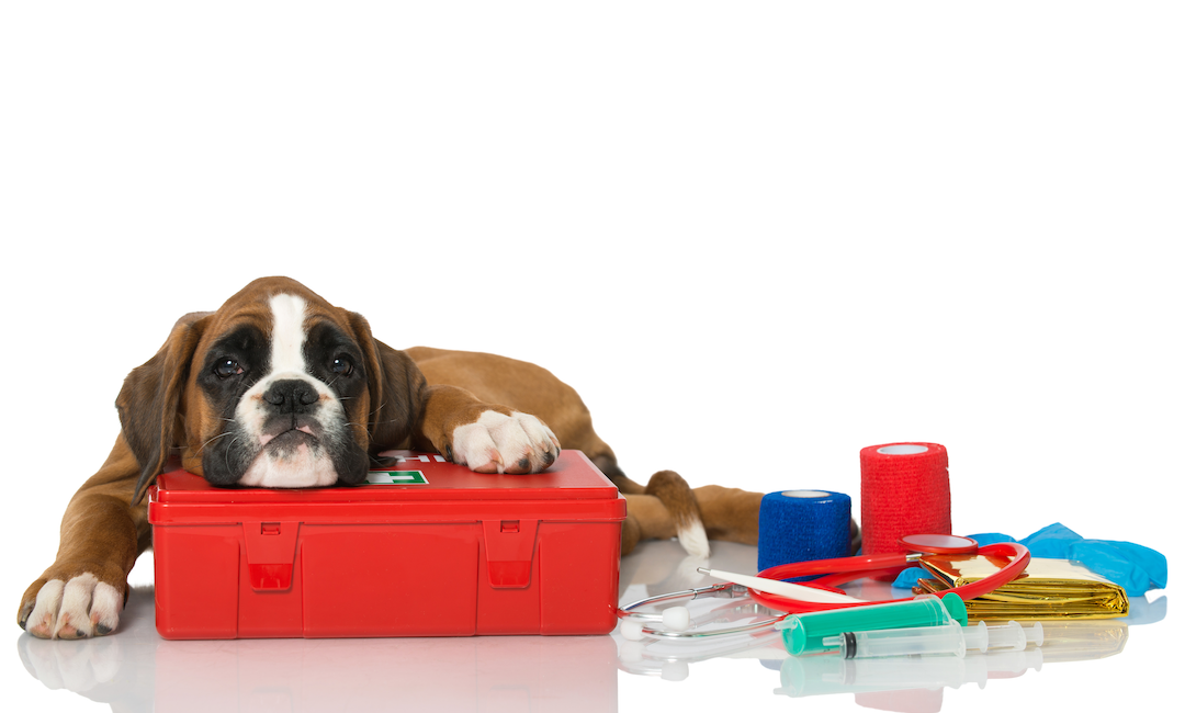 Top Dog Emergencies Across the US