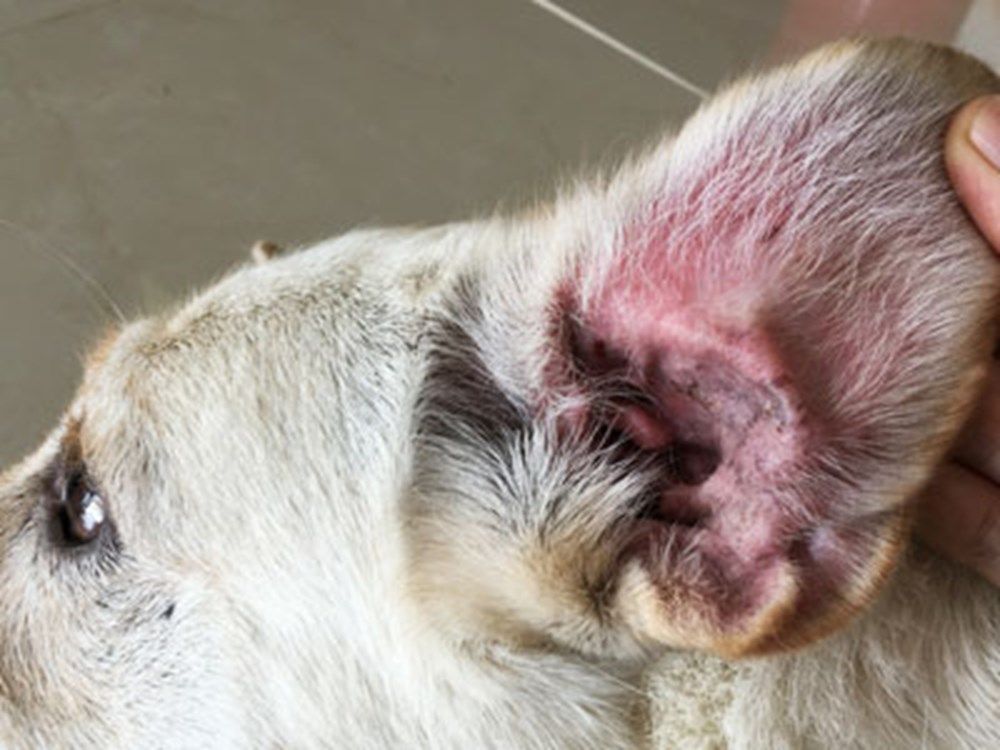 What You Need to Know about Dog Ear Infection