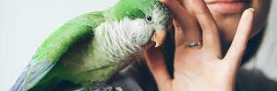 Parrot Fever: What it is and When it’s an Emergency
