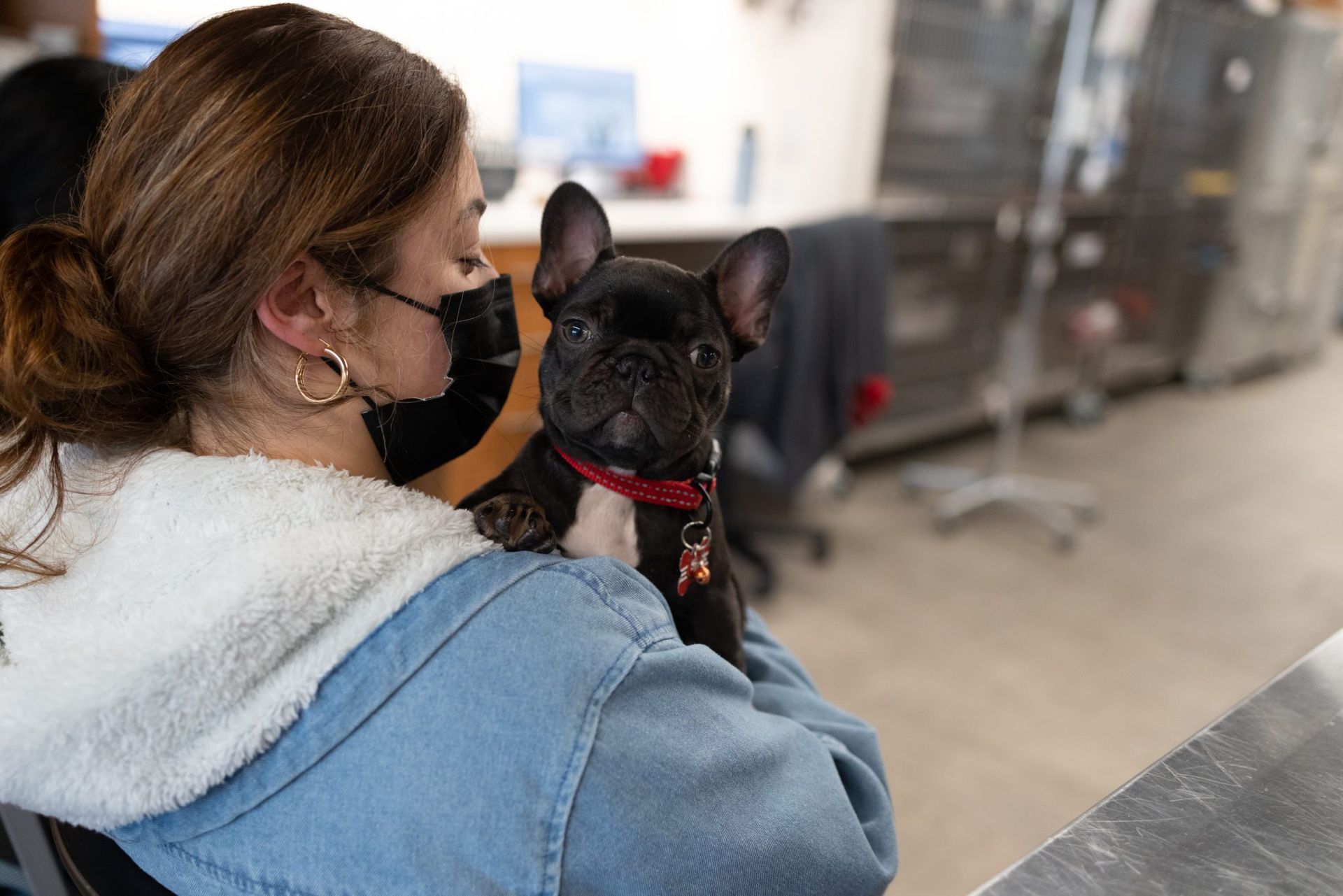 Sunburn on Dogs: Can They Get Them and When is it an Emergency?
