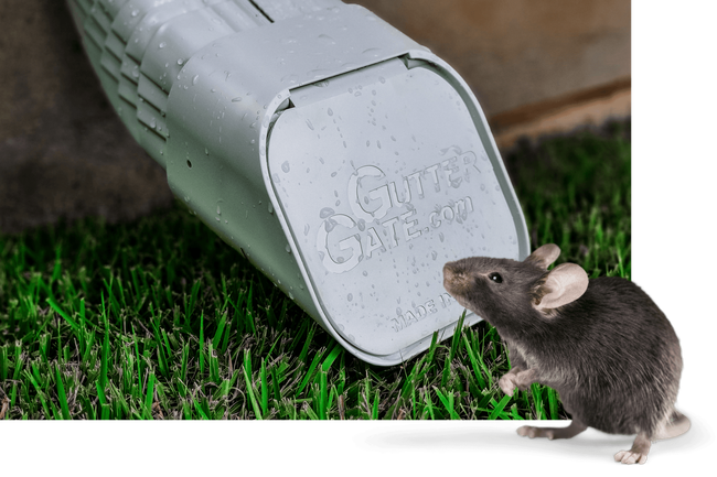 GutterGate | Keep Pests Out Of Your Gutters