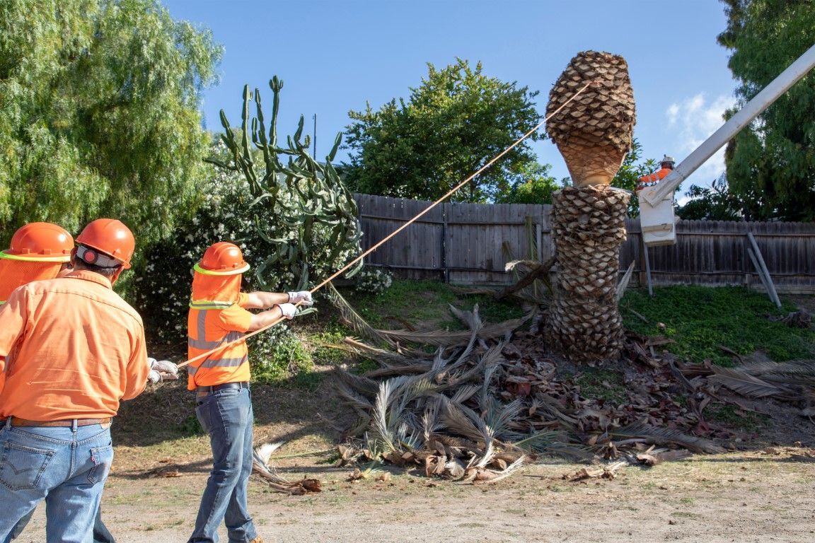Tree Service in Poway CA