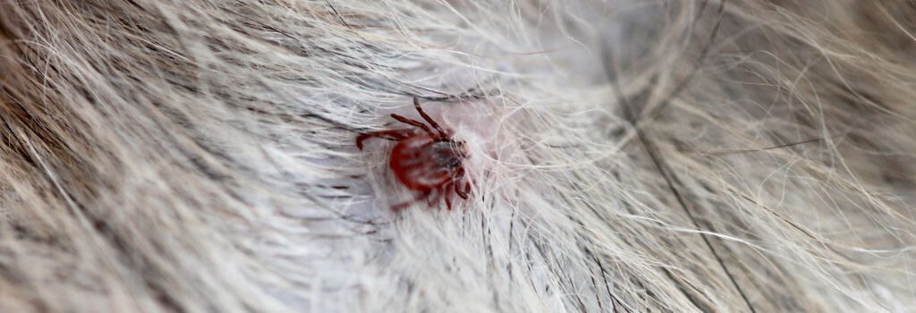 What Pet Owners Need to Know About Tick-Borne Diseases & Tick Prevention