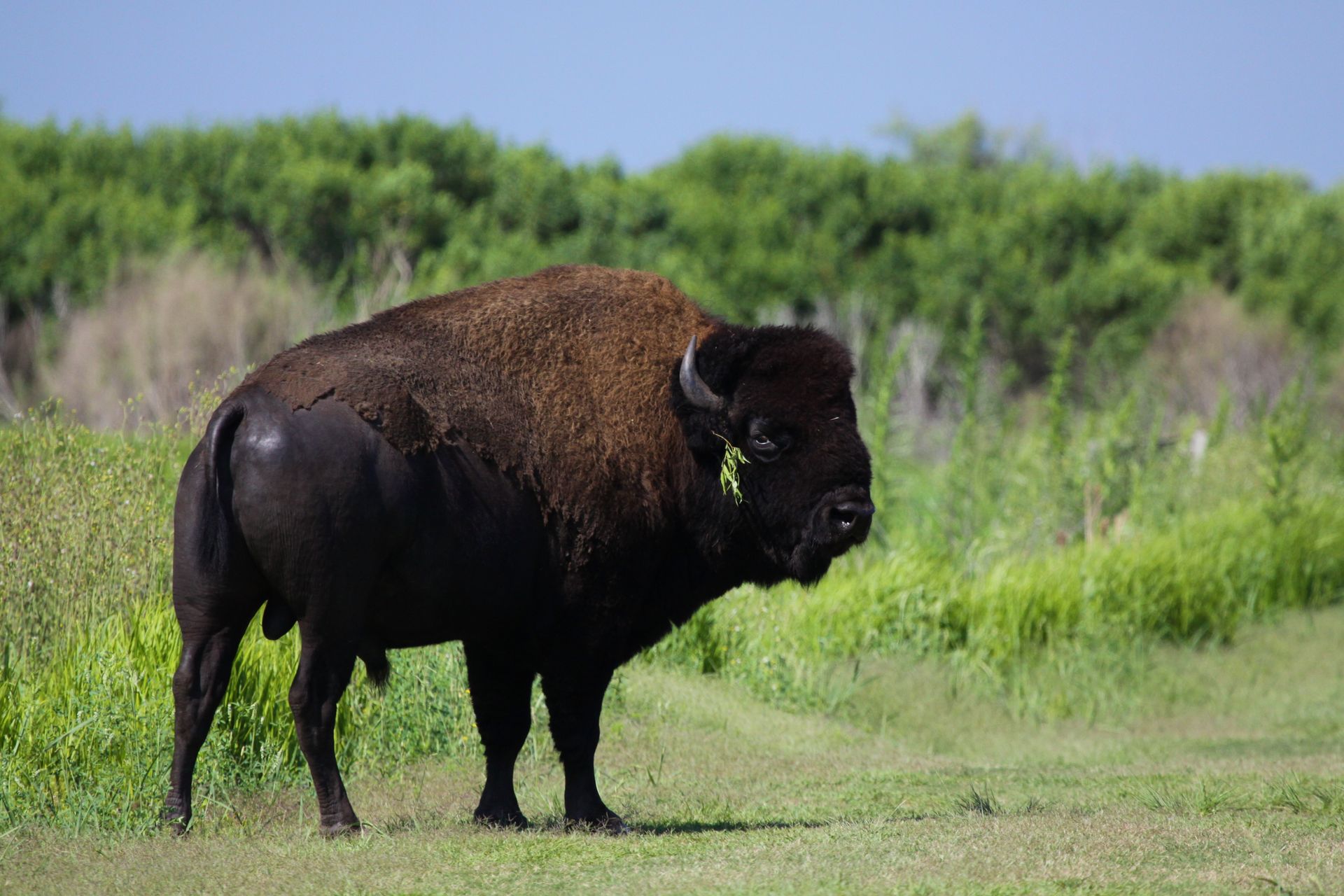 Things to do in Gainesville, FL: Paynes Prairie