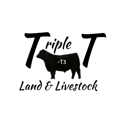 Triple T Land and Livestock | Black Angus Bulls | Newcastle, Wyoming