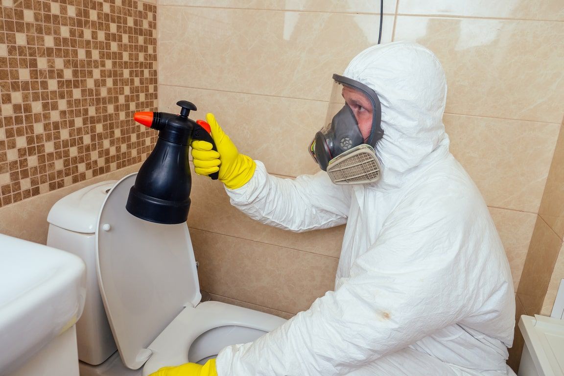 The Most Effective DIY Pest Control Techniques for Your Home