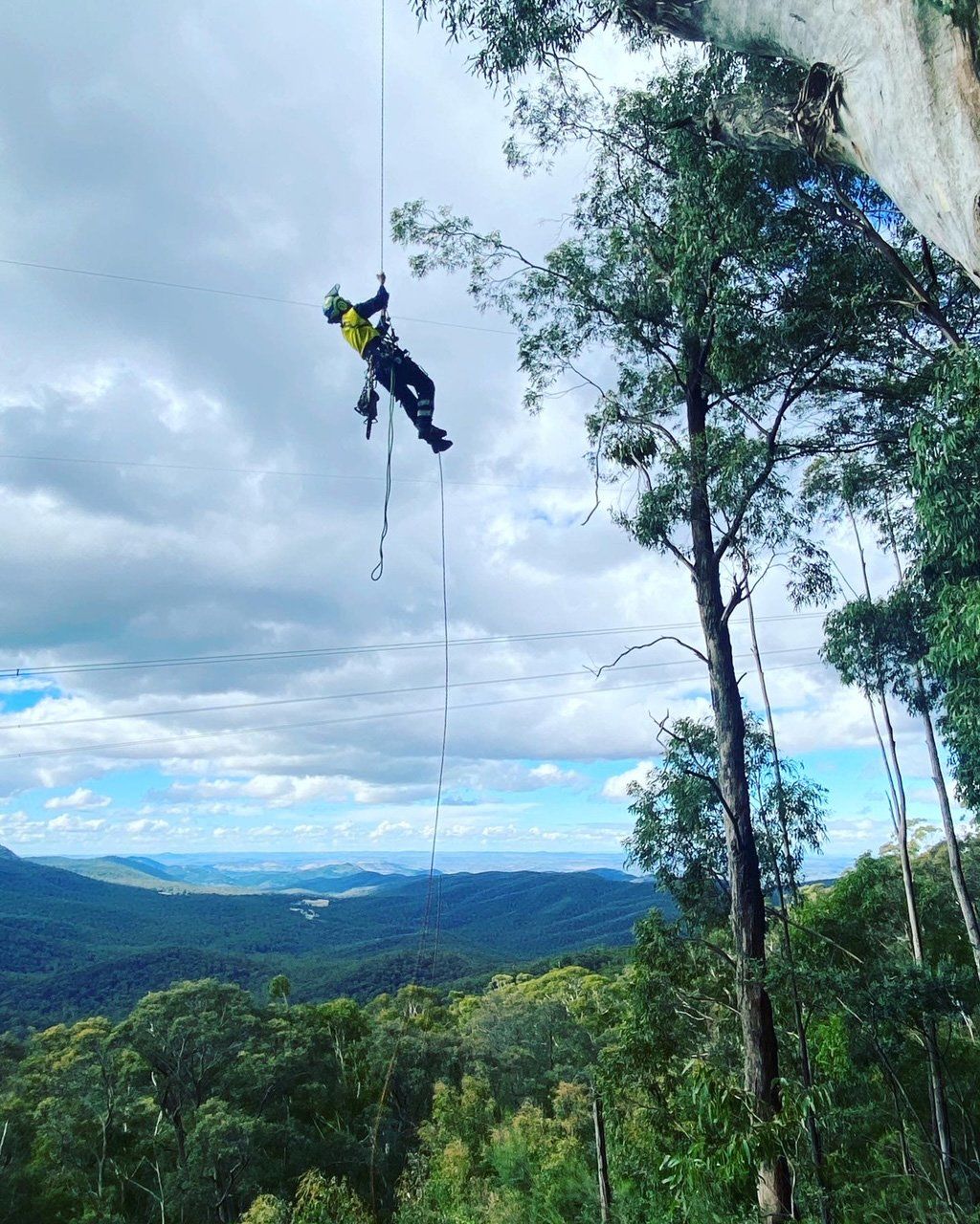 Tree Pruning and Removal Services | Assured Tree Solutions