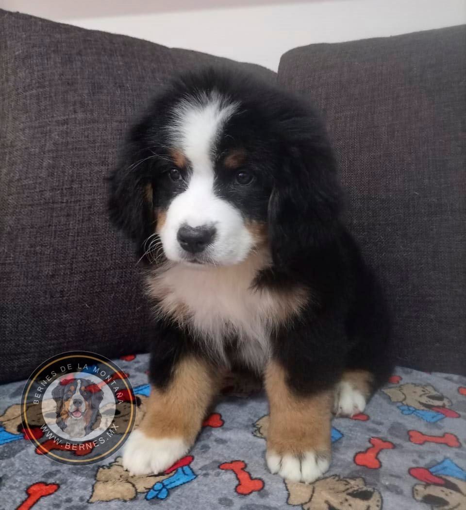 Cachorros Bernes de la Montaña en Venta | Bernes.mx Mexico