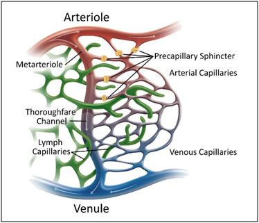 Systemic Capillaries The Circulatory System Respiration And Gas
