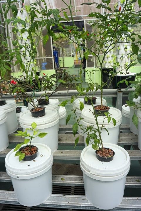 Dutch Bucket Systems for Efficient Hydroponic Farming