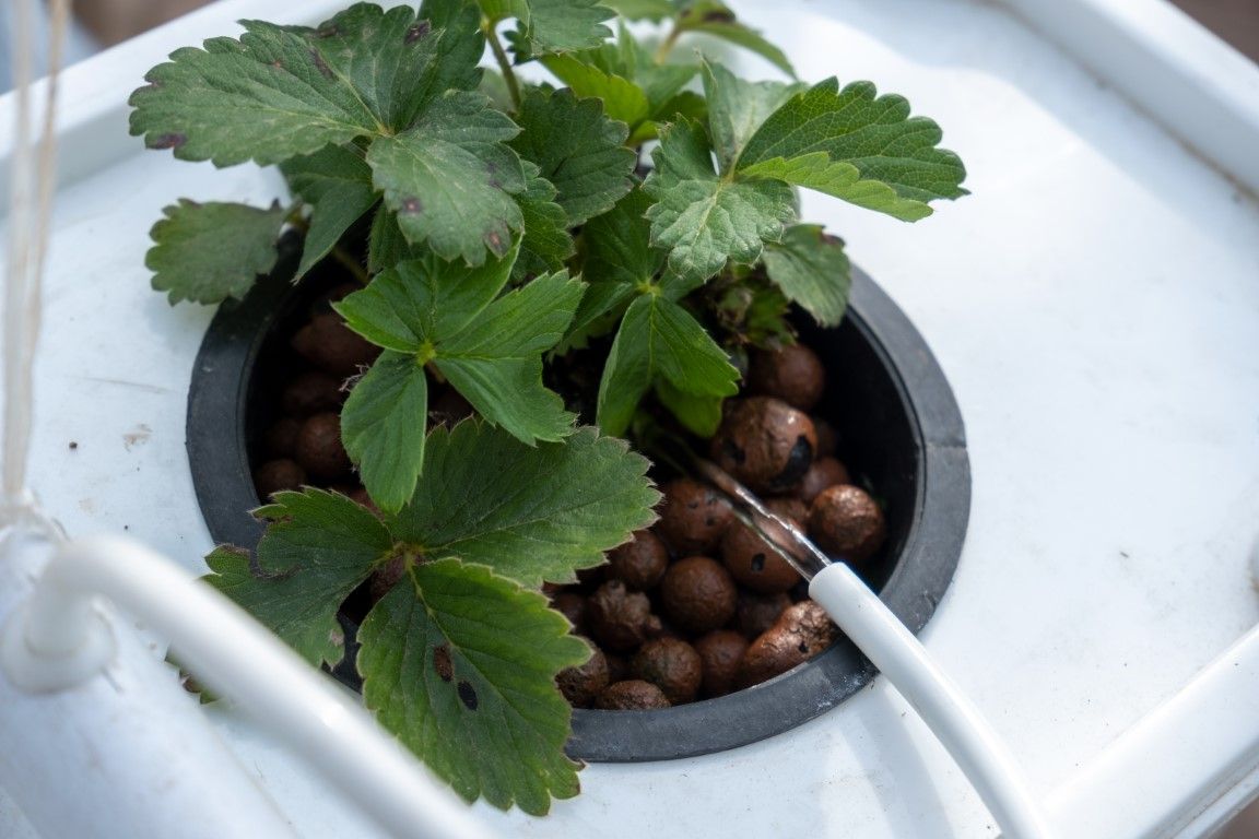 Dutch Bucket Systems for Efficient Hydroponic Farming