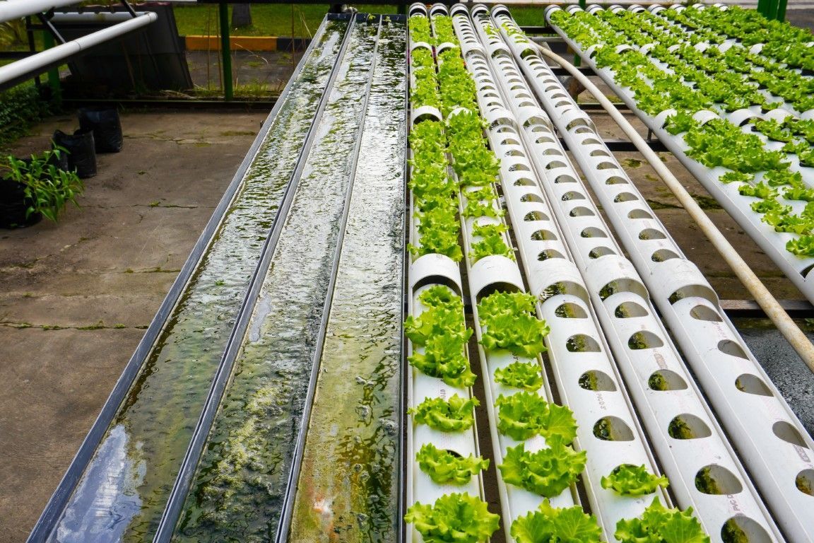 NFT Aquaponics System For Sustainable Farming Solutions