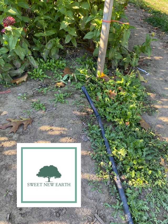 Installing Drip Systems For Trees Drip Irrigation For Backyard Trees