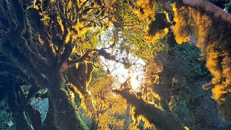 Te Awahohonu Forest Trust - Te Awahohonu Forest Trust