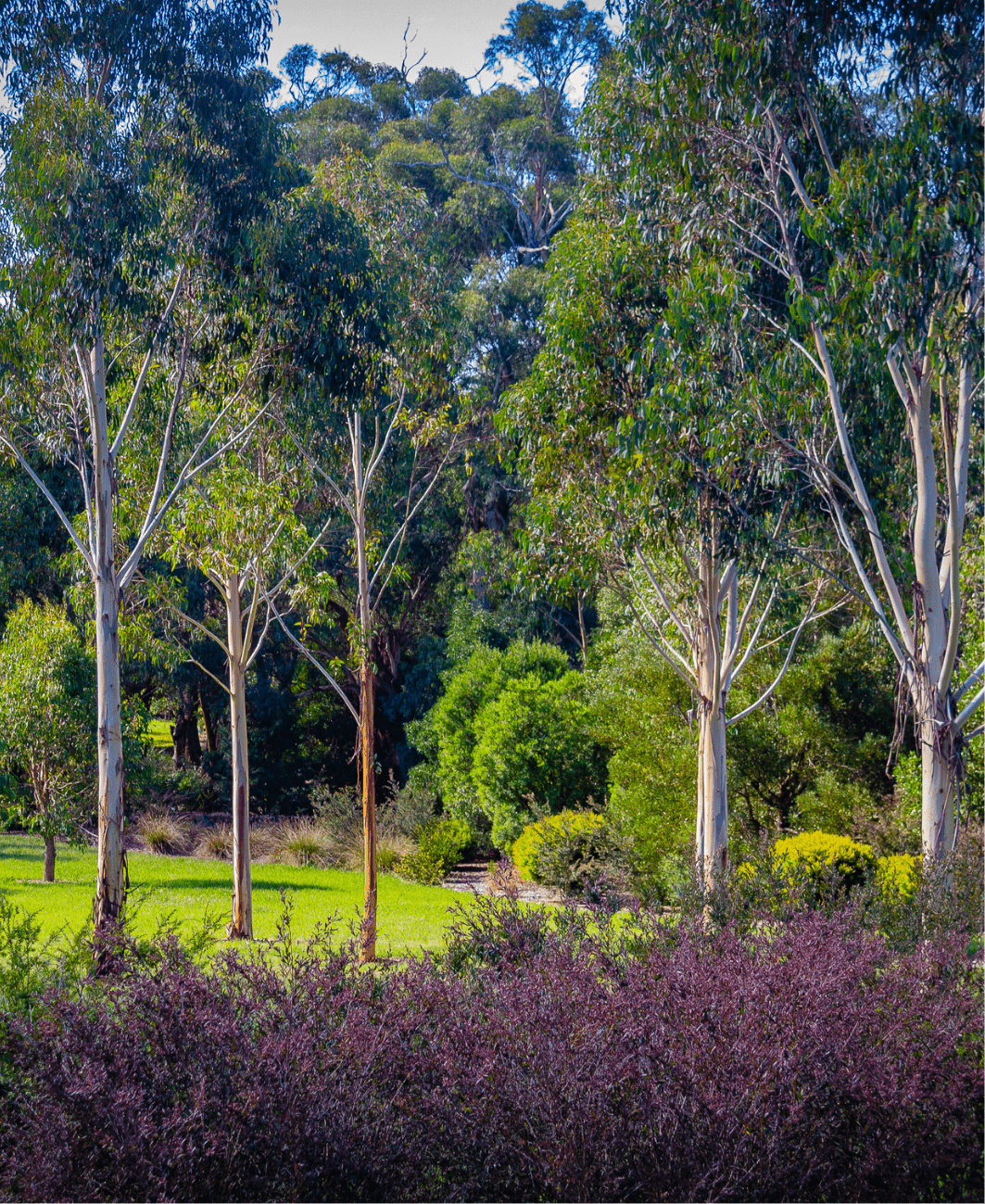Garden Design in Southern Highlands | Wariapendi Native Nursery