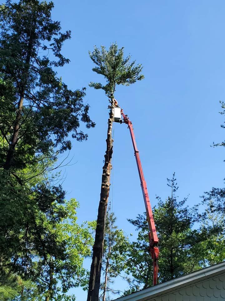 Tree Service Gallery | New London, WI | Mid State Tree