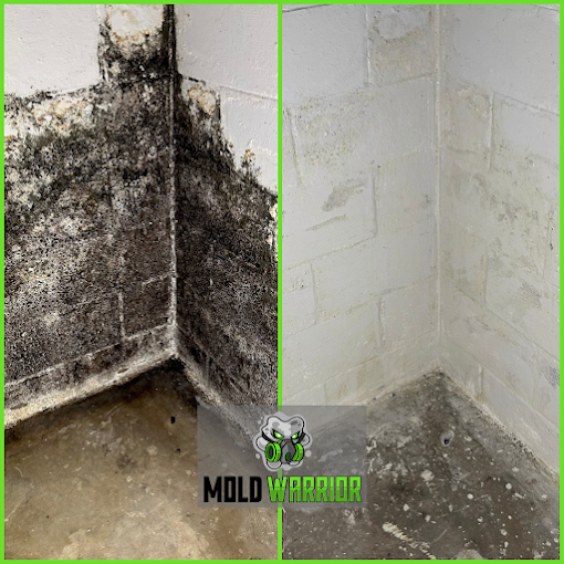 Mold & Water Damage Restoration | Mold Warrior LLC