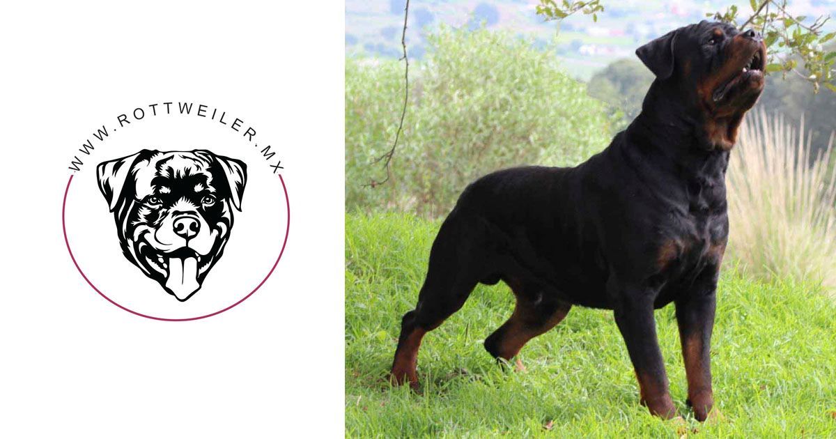Cachorros Rottweiler en Venta | Rottweiler.mx Mexico