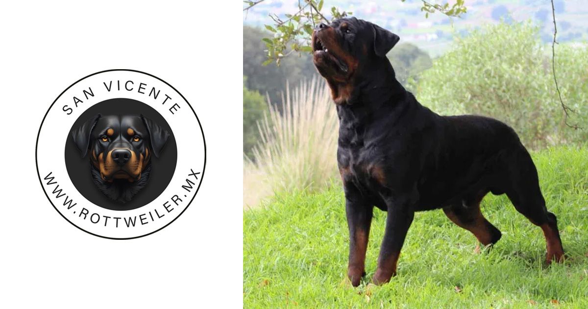 Rottweiler Mexico | Criadero Rottweiler.mx