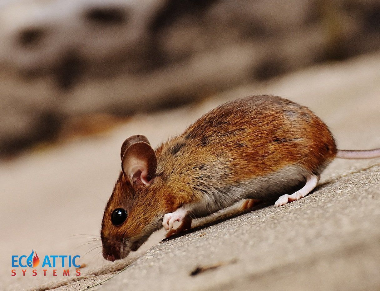 Different Places Where Rats Can Hide & You Need Rodent Proofing