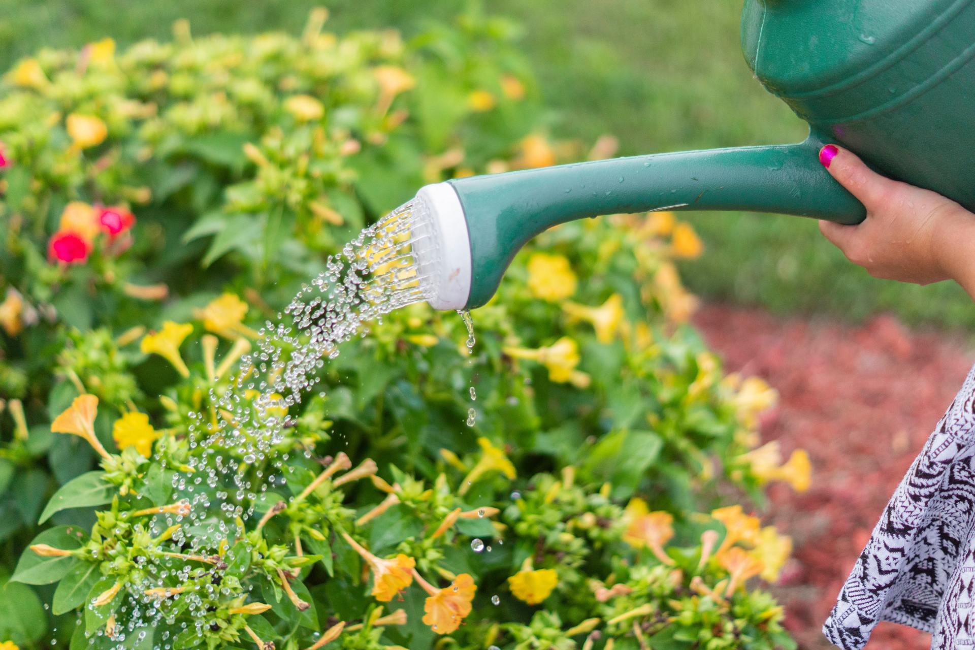 5 Summer Watering Tips to Help Your Garden Beat the Heat