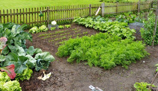 Tips for Planting Vegetables in the Fall