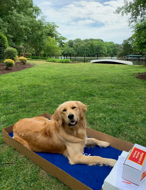 The Original Dog Boat Dock - Shop Now at doggydocks®
