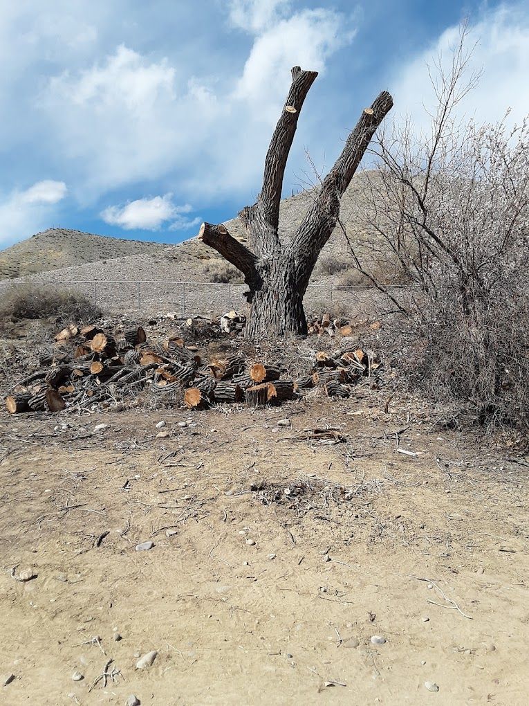 Tree Inspections Services | Farmington, NM, Durango, CO | Tree Surgeons