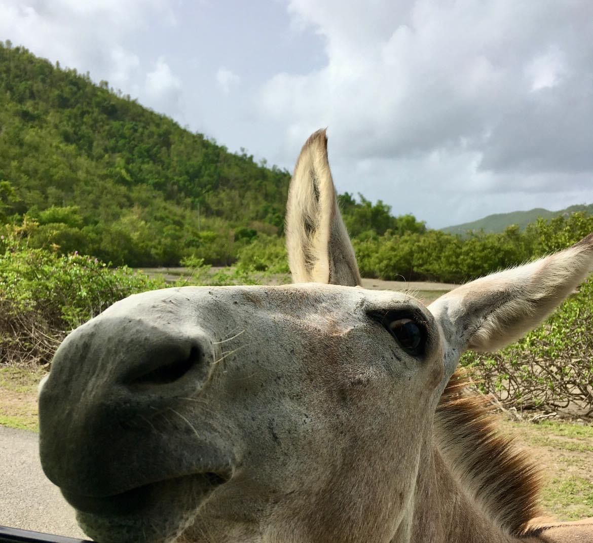 We love the donkeys on St. John!! Please help keep them safe!!