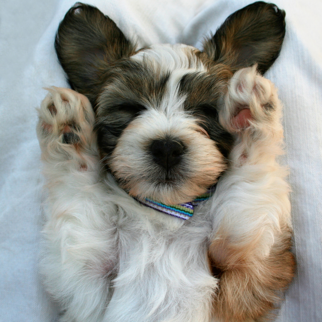 Are Schnauzer Bumps Contagious To Dogs