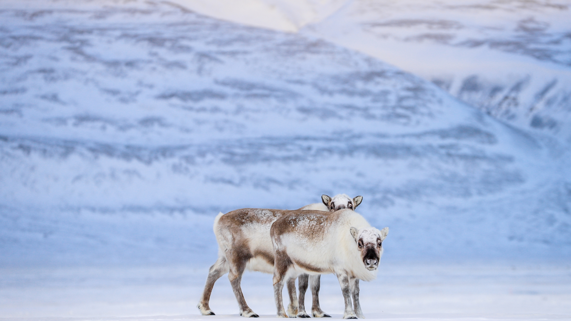 Svalbard Sunny Adventures in October