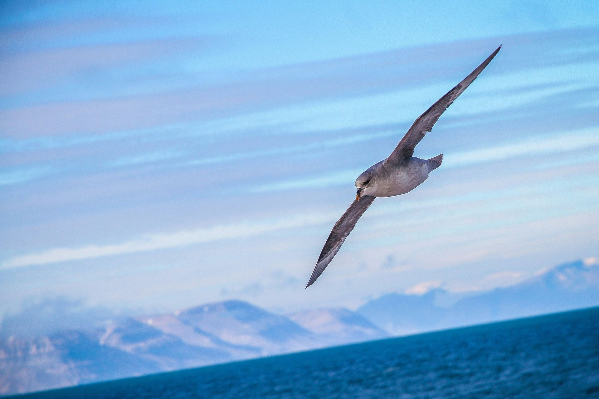 Navigating the Arctic Skies: Longyearbyen Svalbard Flights