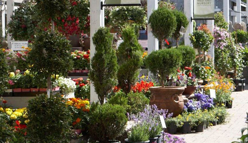 Marin, CA | Drought Resistant & Tropical Plants | Cactus Plants