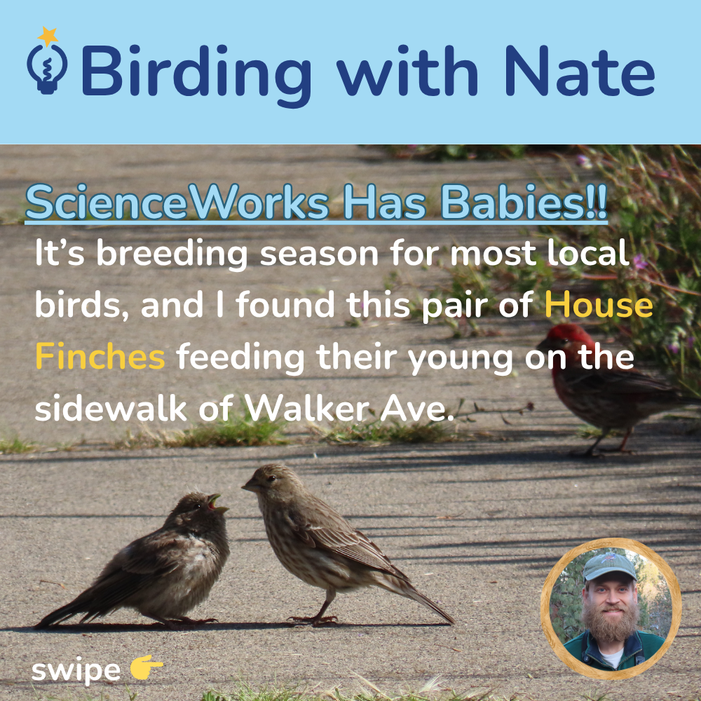 Birding with Nate: Baby Birds at ScienceWorks!