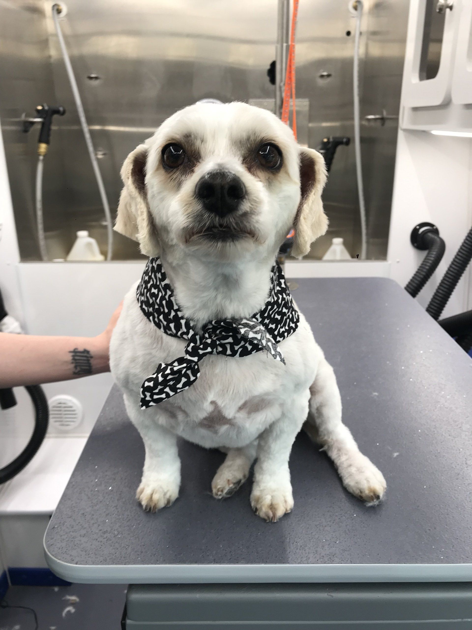 Mobile Dog Groomer Near Me | McKinney, Allen, Frisco & Plano | Primped Pooches