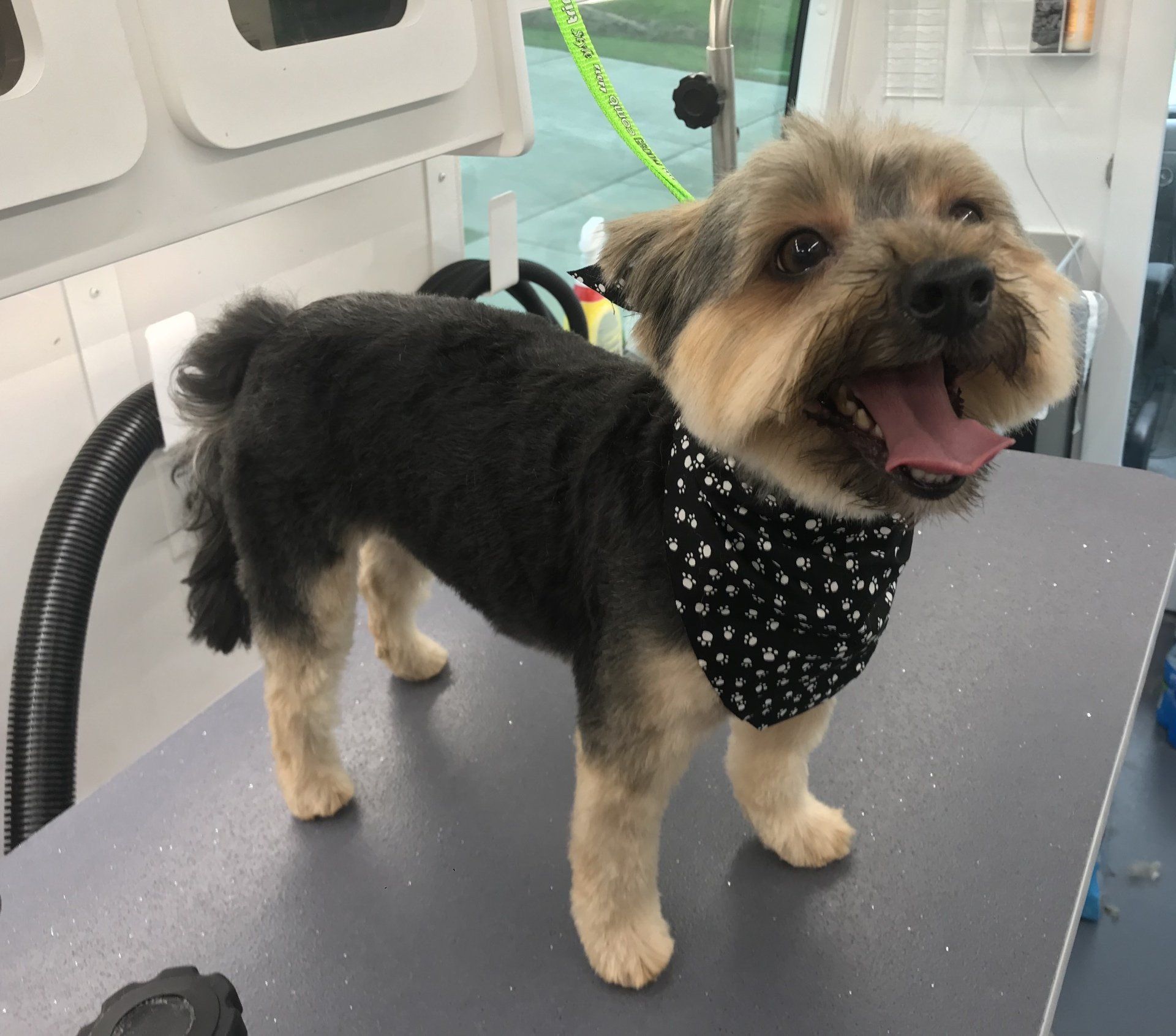 Mobile Dog Groomer Near Me | McKinney, Allen, Frisco & Plano | Primped ...