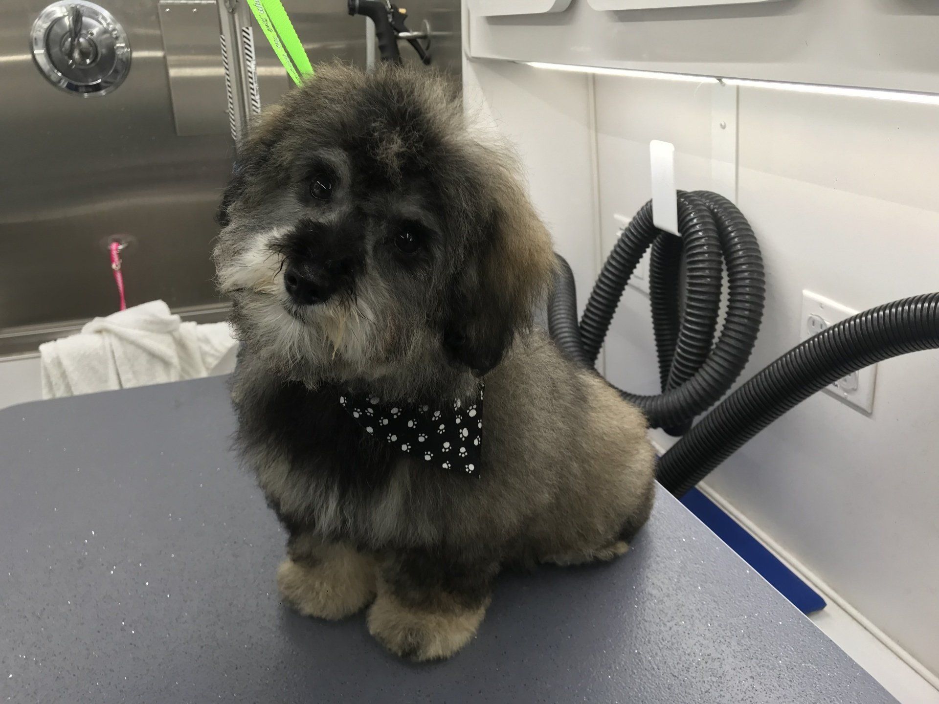 Mobile Dog Groomer Near Me | McKinney, Allen, Frisco & Plano | Primped ...