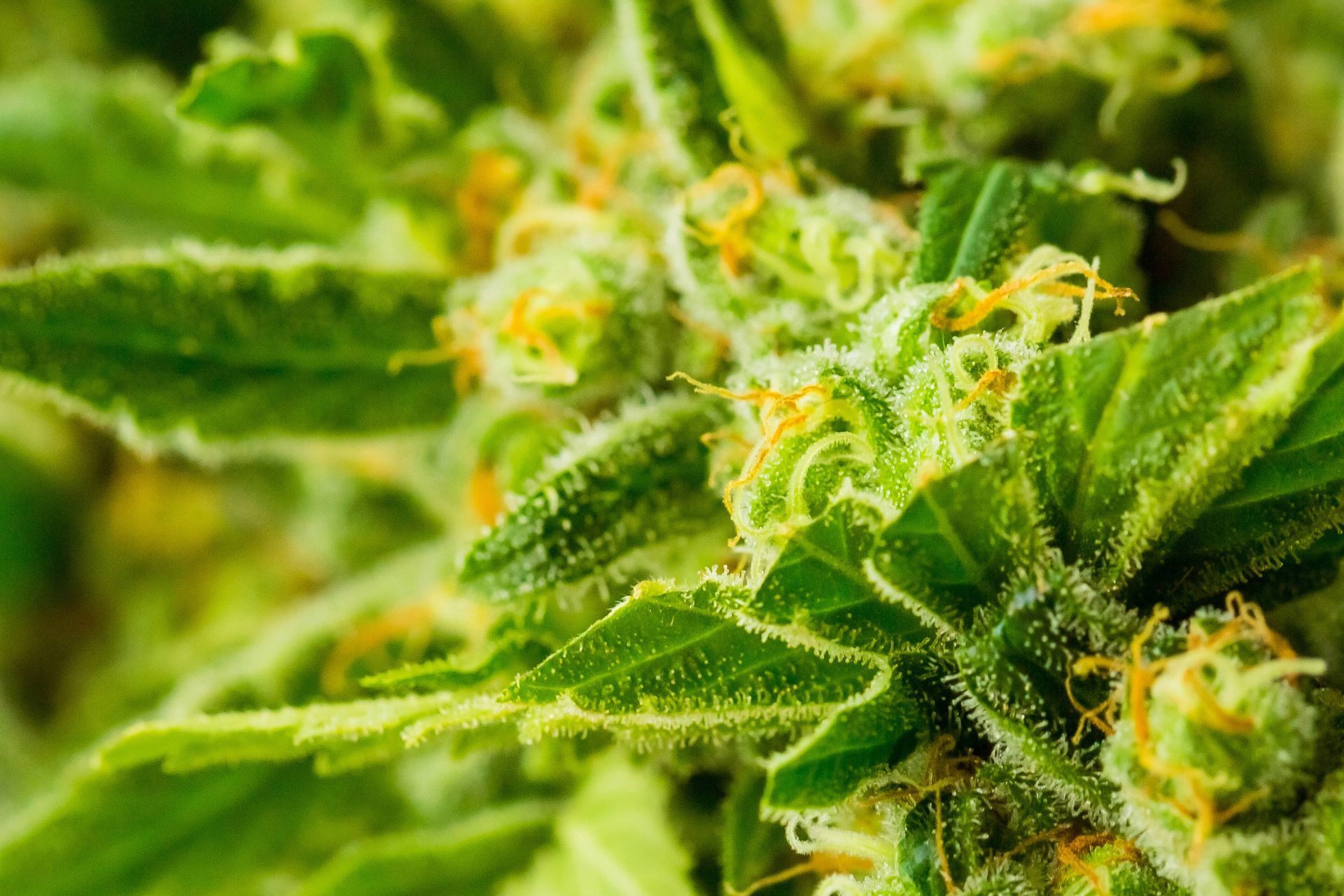 Managing Intellectual Property Risks in the Cannabis Space
