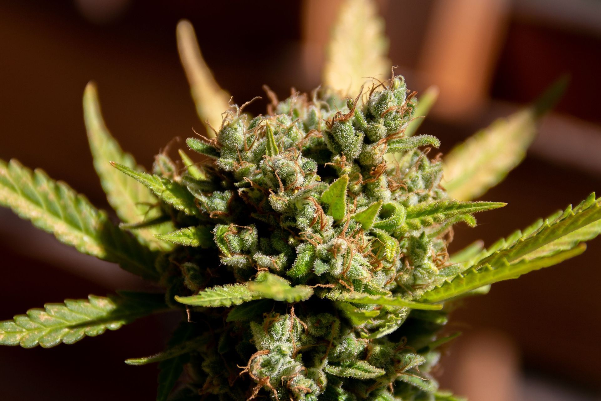 Understanding Terrorism Risk Insurance Act (TRIA) for Cannabis Businesses