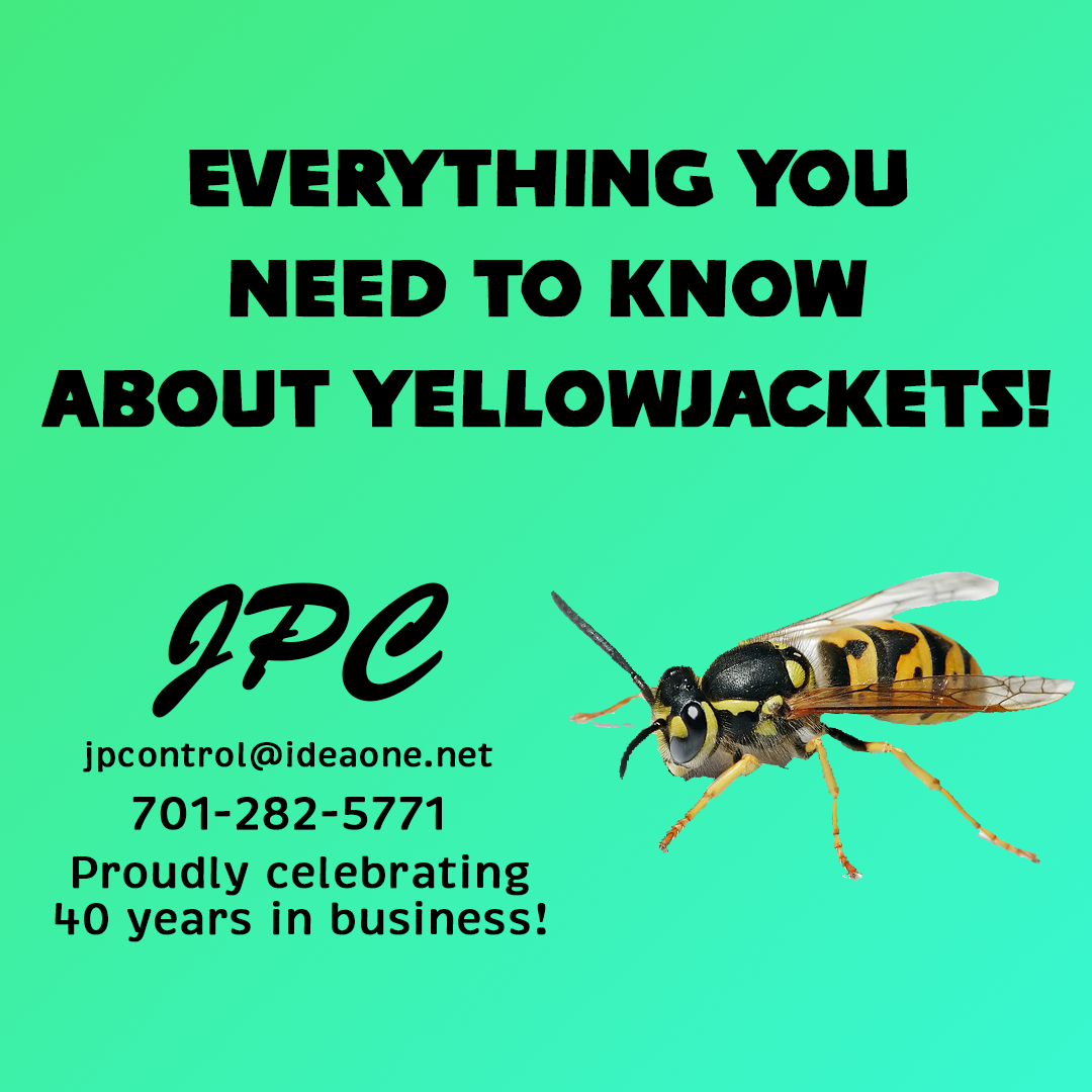 Yellowjackets | Pest Control Services | Exterminator